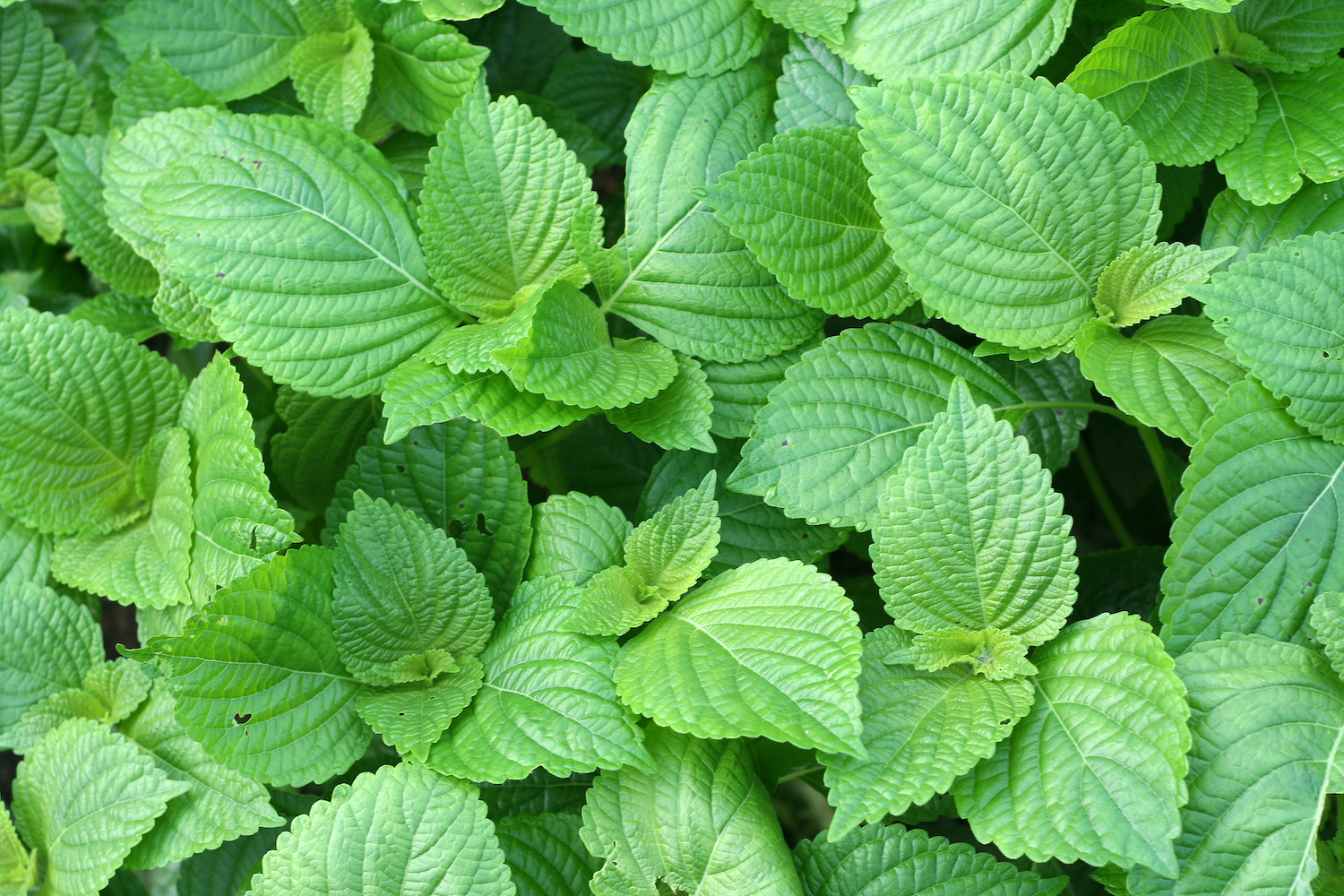 Tuna Mayo Rice (An Affordable Korean Meal) - Carving A Journey